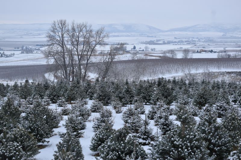 Badger Pocket Christmas Tree Farm